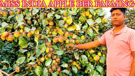 Apple Ber Ki Kheti Miss India Apple Ber Farming Kashmiri Apple Ber
