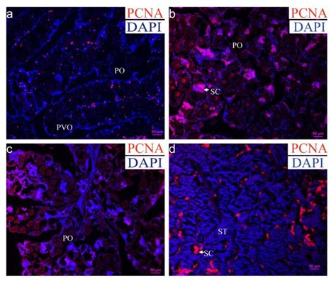 Integration Of ATAC Seq And RNA Seq Unravels Chromatin Accessibility During Sex Reversal In
