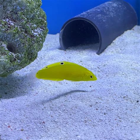 Yellow Coris Wrasse Halichoeres Chrysus Essex Marine Aquatics
