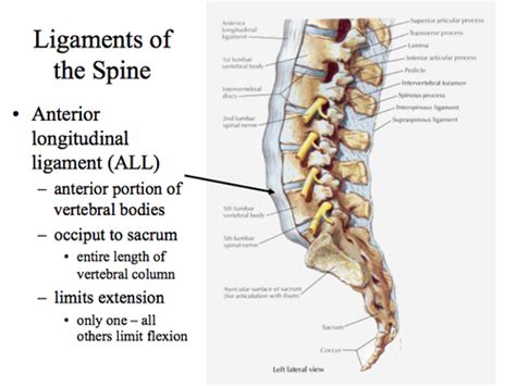Anterior Longitudinal Ligament Sacrum
