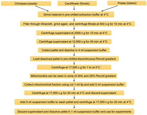 Schematic View Of The Procedure For Isolation Of Mitochondria Download Scientific Diagram
