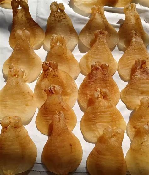 回收花膠 魚肚 魚膠 鰵肚 日本極品鮑魚 網鮑 海參 瑤柱等高檔海味 健康及營養食用品 健康補充品 健康補充品 保健食品飲料和補品