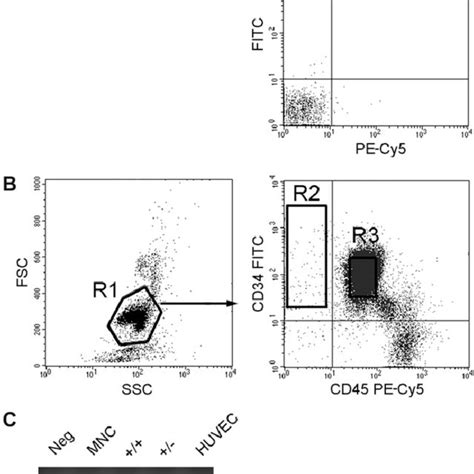 Fluorescence Activated Cell Sorting Facs Gating Strategy For