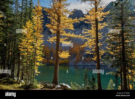 Wa23722 00washington Larch Trees In The Fall At Upper Eagle Lake