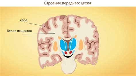 Головной мозг - презентация онлайн