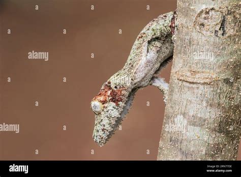 Common Leaf Tailed Gecko Or Common Flat Tailed Gecko Uroplatus