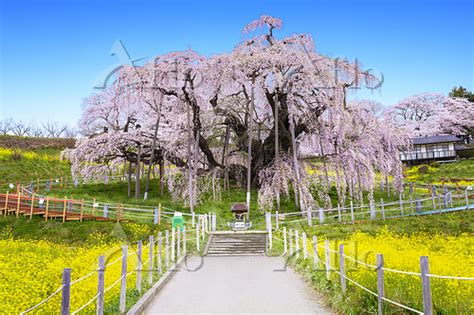 福島県 三春の滝桜 201655119 の写真素材 アフロ