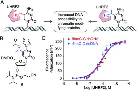 Binding Of 5hec By 5hmc ‘reader Protein A Uhrf2 Binds To 5hmc And