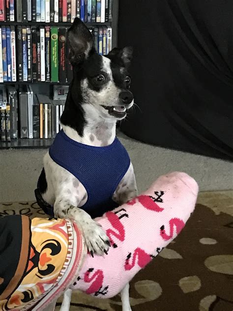 I Told Her To Not Chew On Feet Scrolller