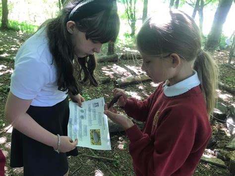 Today We Used Classification Keys To Identify Different Woodlouse