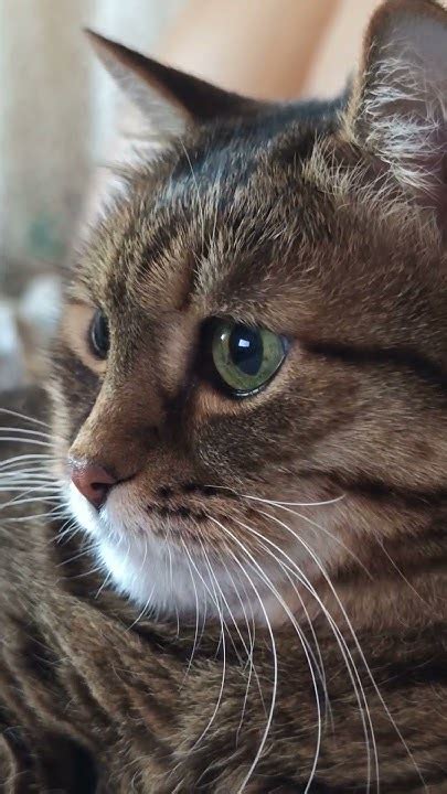 Восьмой блин🤔🙄😉🤣 позитив юмор цитаты популярное приколы Cat Youtube