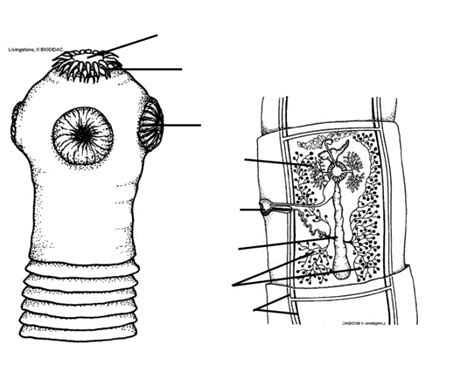 Tapeworm Anatomy Quiz