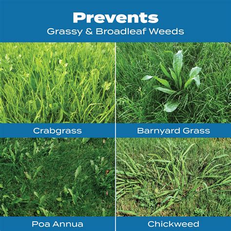 Lesco 50 19 0 7 Dimension Crabgrass Preventer Dry Lawn 55 Off