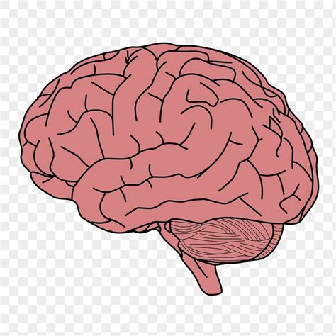 Download Free Png Of Human Brain Png Sticker Cartoon Illustration On