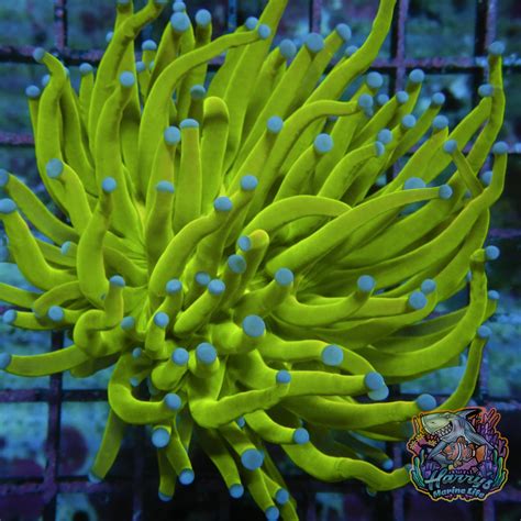 Hml Holy Grail Torch Harrys Marine Life