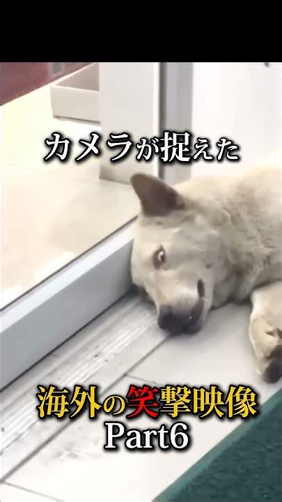 カメラが捉えた海外の笑撃映像part6 海外おもしろ動画 ハプニング映像 ハプニング 防犯カムカム 防犯カメラ Youtube