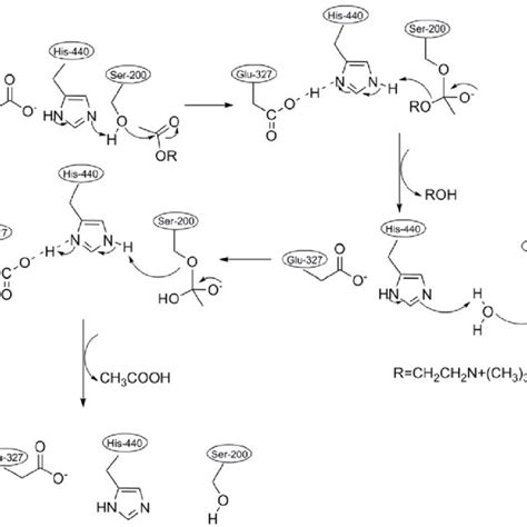 Mechanism Of Ach Hydrolysis Catalyzed By Ache Download Scientific Diagram