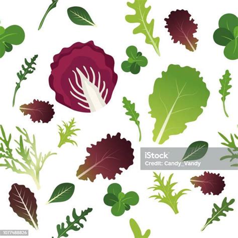 샐러드 잎의 혼합 Arugula 시금치 상 추 잎 물냉이 Radicchio 완벽 한 패턴입니다 벡터 일러스트입니다 개체 그룹에