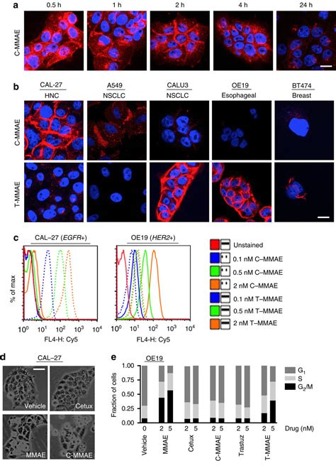 Anti Tubulin Drugs Conjugated To Anti Erbb Antibodies Selectively