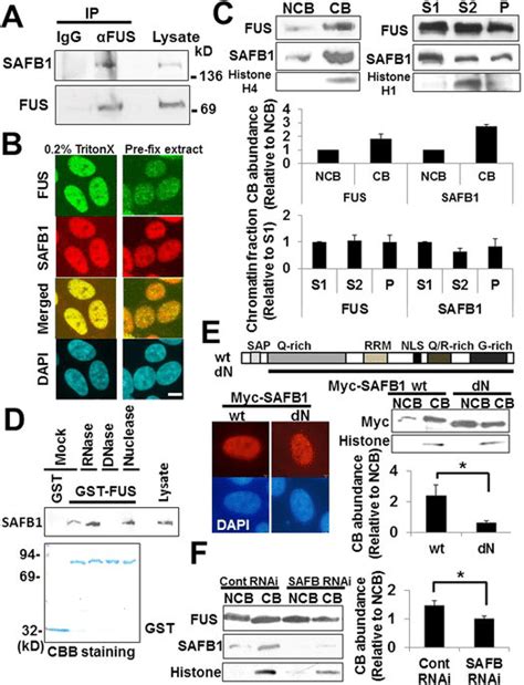 Safb1 Interacts With Fus Tethering It To Chromatin Bound Fraction A