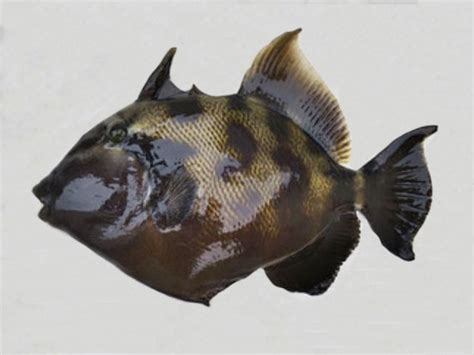 Blunthead Triggerfish Mexican