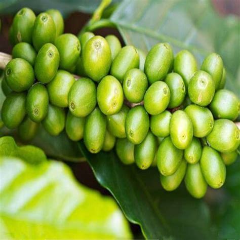 Chlorogenic Acid Supplier Mainchem