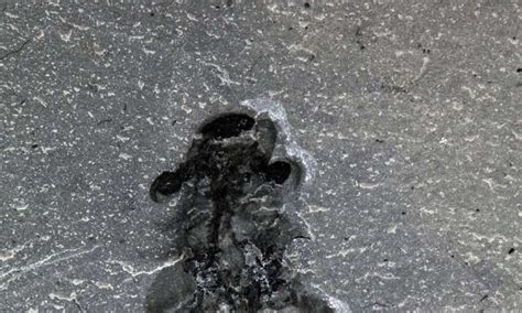 Million Year Old Fossils With Three Eyes And Visible Brains Discovered IFLScience Canada