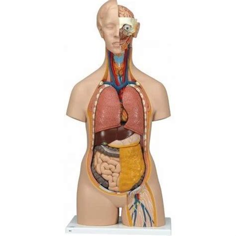 Pvc Human Torso Sexless At Rs 7000 In Surat Id 2854393498212
