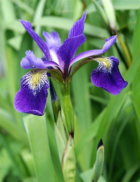 Hollowstem Iris Tesselaar