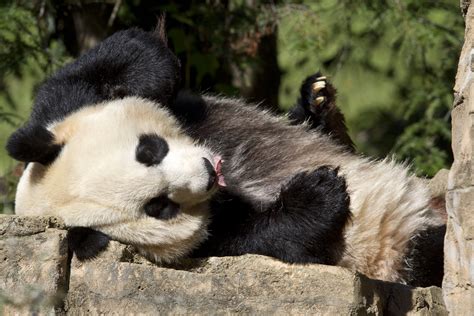 Giant Panda Mei Xiang Celebrates 17th Birthday At National Zoo Wtop
