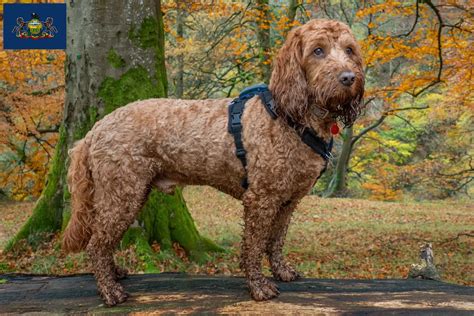 Cockapoo Breeders And Puppies In Pennsylvania