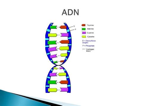 El Adn Mind Map