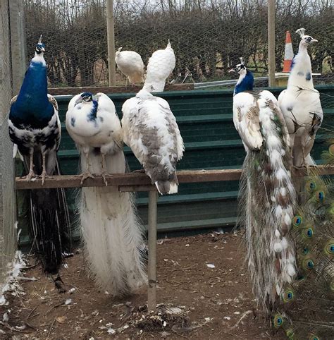 Protect Peafowl From The Weather We Tell You How Peacocks Uk