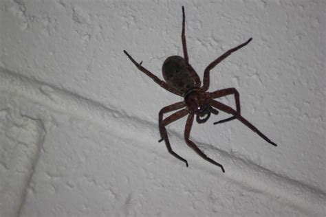 What Is The Spider Sydney Nsw Rspiders
