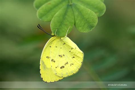 Common Grass Yellow Singapore Geographic