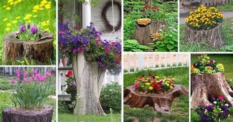 Amazing Tree Stump Planter Ideas For Your Garden Decor Home Ideas