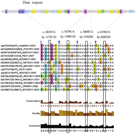 Distribution Of Mutations Identified In The Apc Gene In Individuals Download Scientific Diagram