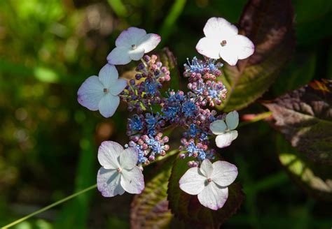 Autumn Beauty 17 Hydrangeas That Shine In The Fall Garden Complete