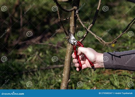 Spring Formative Pruning Of The Tree And Formation Of The Tree Crown