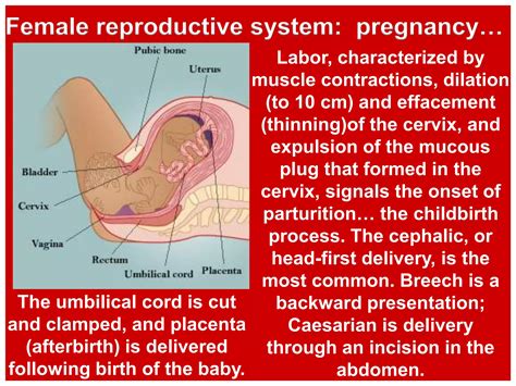 Anatomy Reproductive System Ppt
