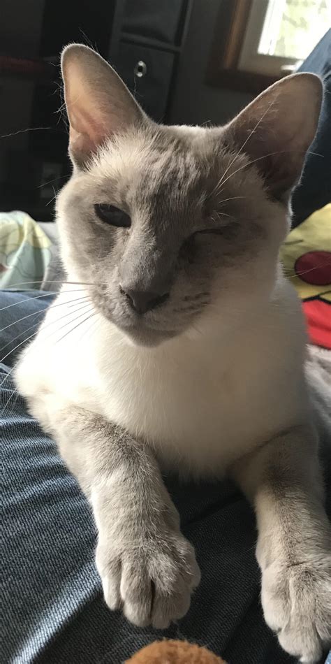 Kitty Wink Rsupermodelcats