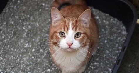 10 Best Natural And Sustainable Cat Litters