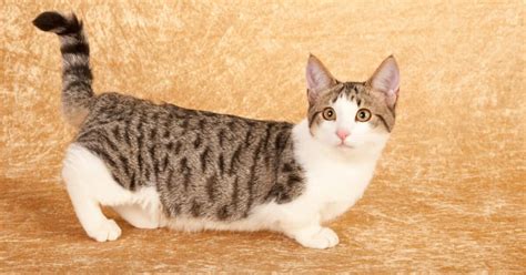 Munchkin La Raza De Gato Salchicha Que Todo El Mundo Quiere Tener