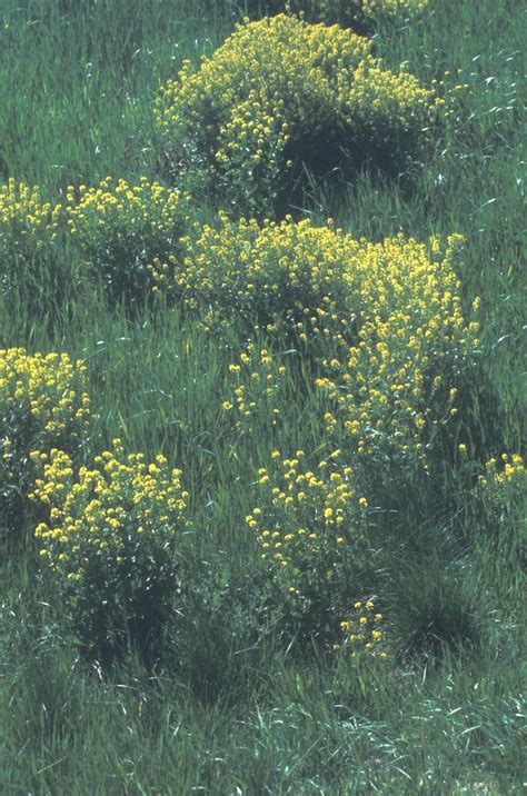 Brassica Nigra Black Mustard Go Botany