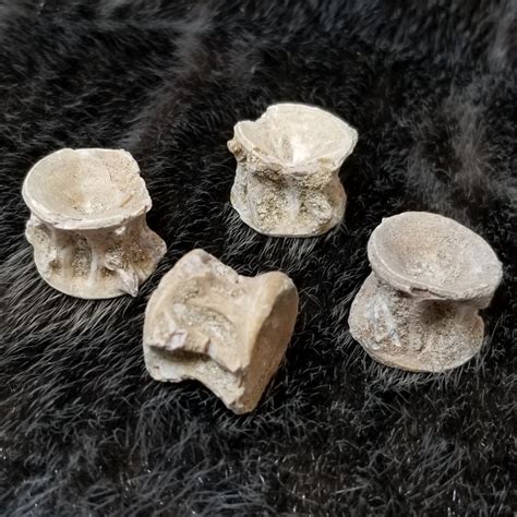 Fossil Fish Vertebrae Sale Skullstore Inc