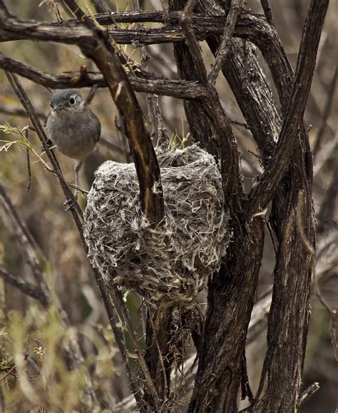 Female California Gnatcatcher At The Nest In Grasshopper Canyon Los