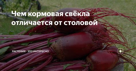 Чем кормовая свёкла отличается от столовой Растения это интересно
