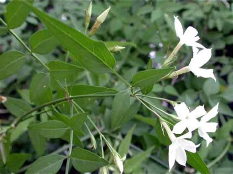 Spreebird Wildlife Jasmine Common The National Flower Of Pakistan