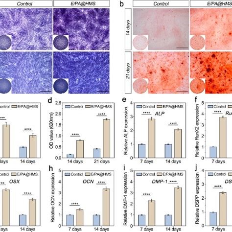 Effects Of E Pa Hms On Intrafibrillar Mineralization Of Reconstituted