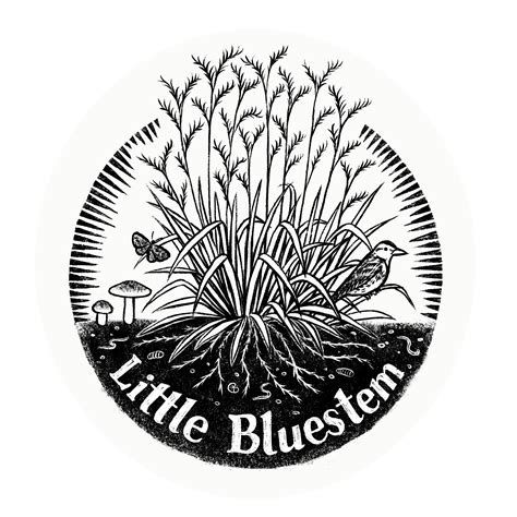 Bottlebrush Grass — Little Bluestem